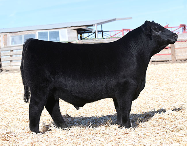 Lazy JB Angus | Montrose, CO