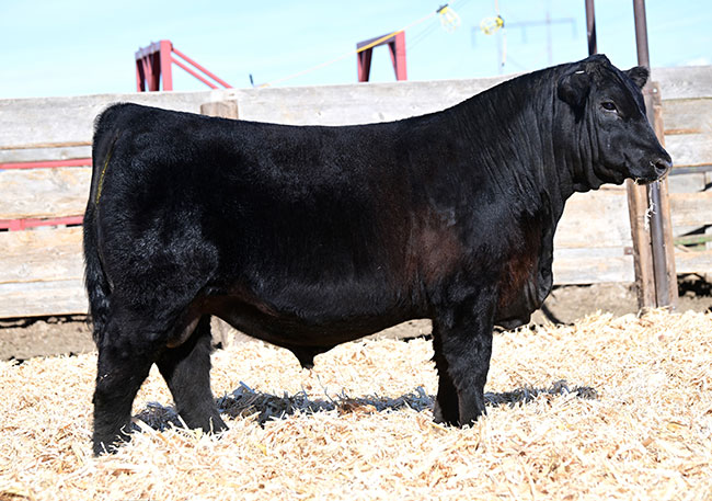 Lazy JB Angus | Montrose, CO