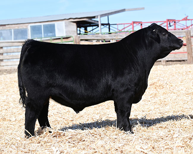 Lazy JB Angus | Montrose, CO