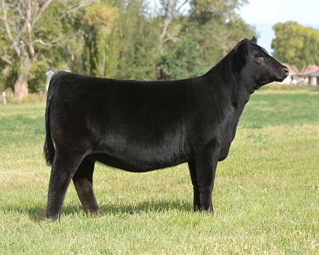 Lazy JB Angus | Montrose, CO