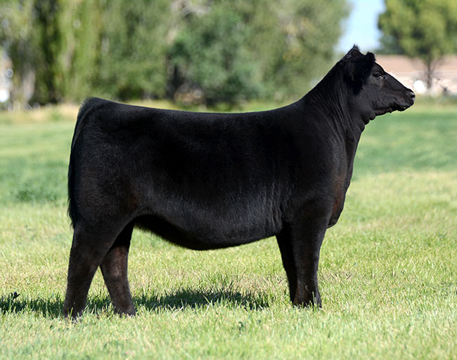 Lazy JB Angus | Montrose, CO