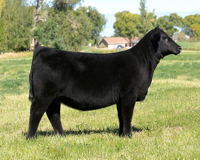 Lazy JB Angus | Montrose, CO