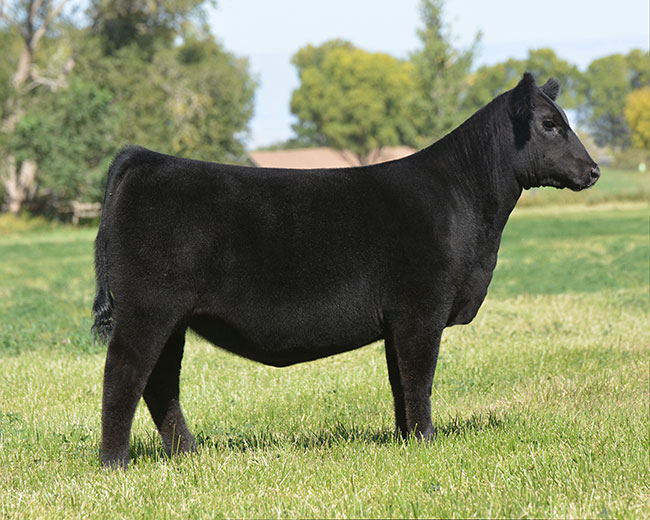 Lazy JB Angus | Montrose, CO