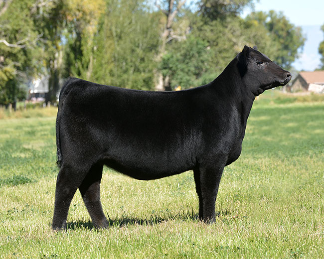 Lazy JB Angus | Montrose, CO