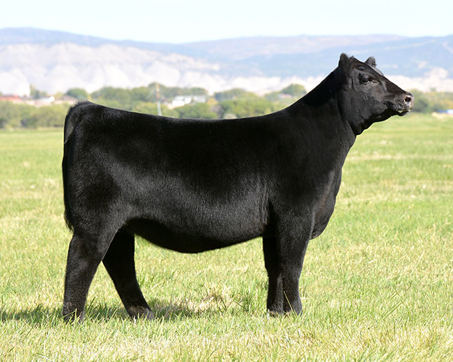 Lazy JB Angus | Montrose, CO