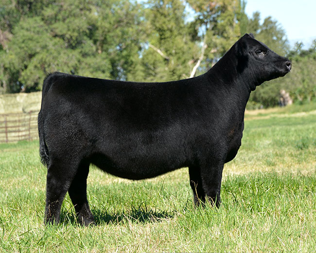 Lazy JB Angus | Montrose, CO