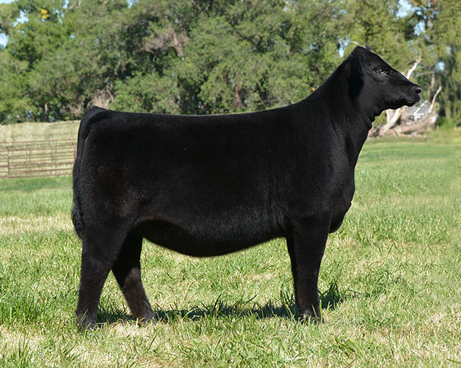 Lazy JB Angus | Montrose, CO