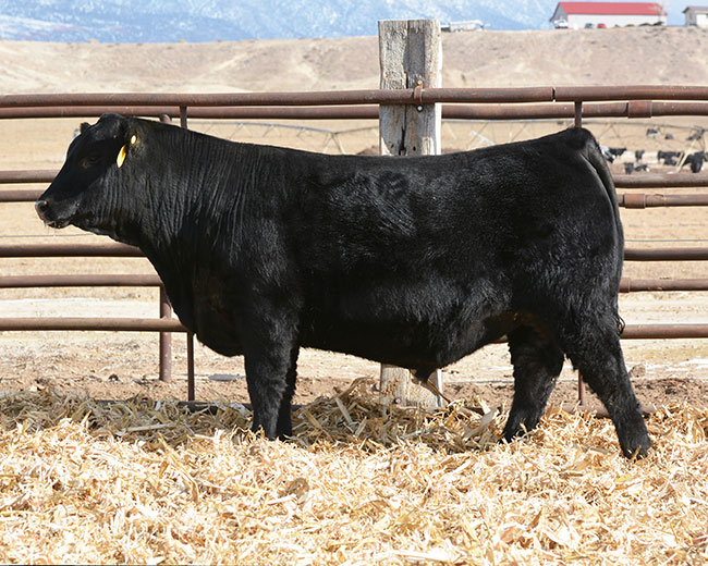 Lazy JB Angus | Montrose, CO