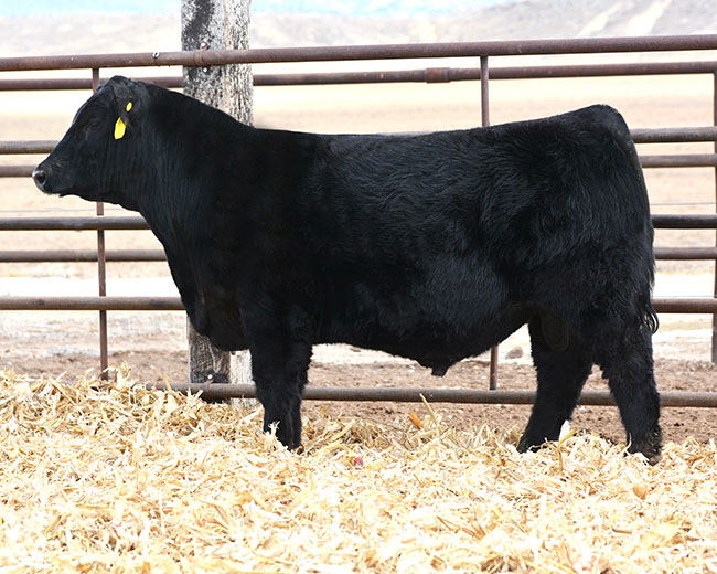 Lazy JB Angus | Montrose, CO