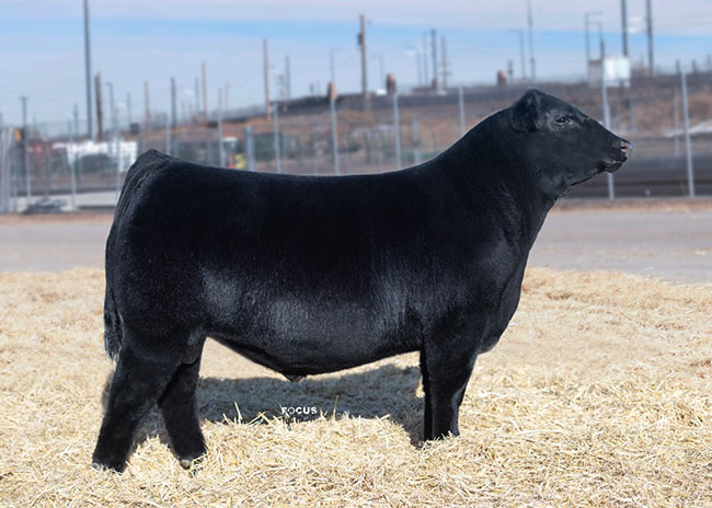 Lazy JB Angus | Montrose, CO