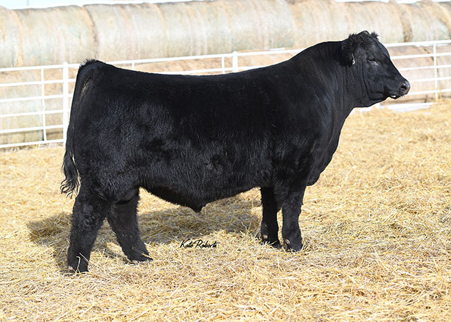 Lazy JB Angus | Montrose, CO