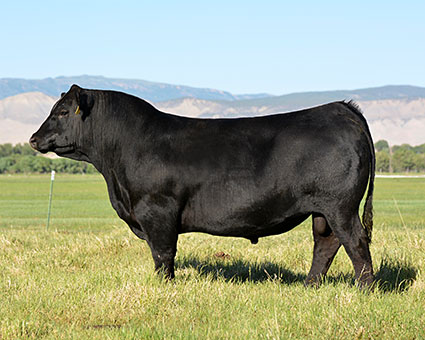 Lazy JB Angus | Montrose, CO